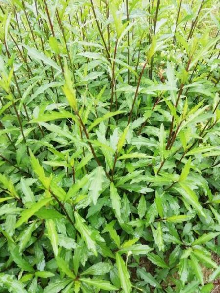 马兰头长什么样_马兰头图片大全哪里找-第3张图片-山城妙识 马兰头长什么样_马兰头图片大全哪里找-第3张图片-山城妙识