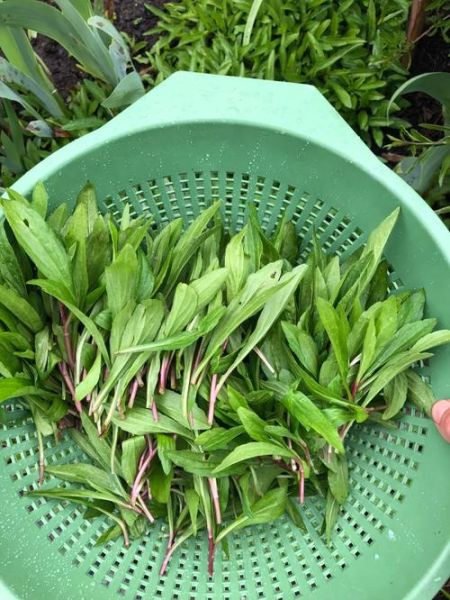 马兰头长什么样_马兰头图片大全哪里找-第2张图片-山城妙识 马兰头长什么样_马兰头图片大全哪里找-第2张图片-山城妙识