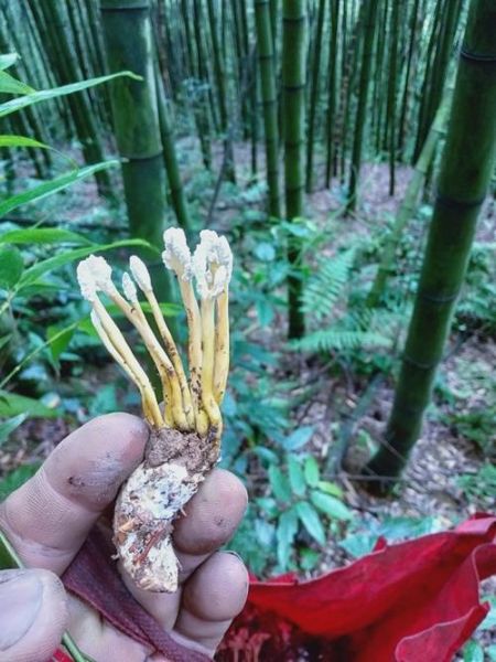 野生金蝉花图片长什么样_野生金蝉花多少钱一斤-第3张图片-山城妙识 野生金蝉花图片长什么样_野生金蝉花多少钱一斤-第3张图片-山城妙识