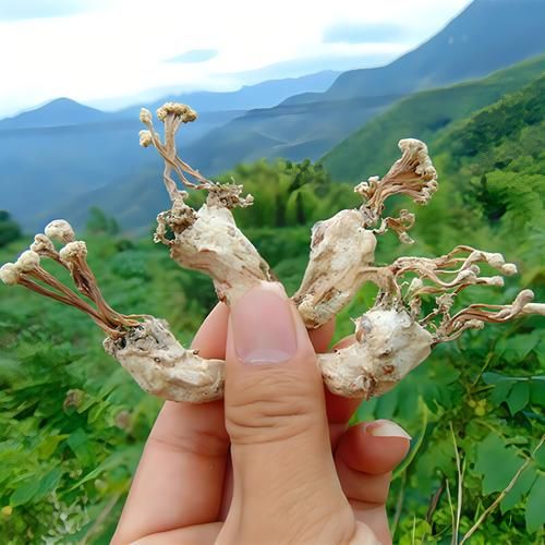 野生金蝉花图片长什么样_野生金蝉花多少钱一斤-第1张图片-山城妙识 野生金蝉花图片长什么样_野生金蝉花多少钱一斤-第1张图片-山城妙识