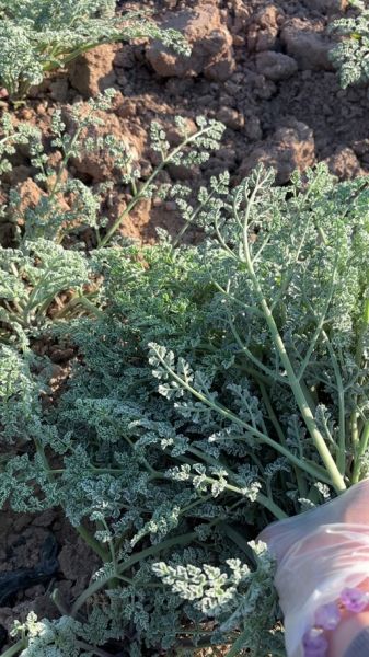 阿魏草怎么吃_阿魏草的正确吃法-第3张图片-山城妙识 阿魏草怎么吃_阿魏草的正确吃法-第3张图片-山城妙识