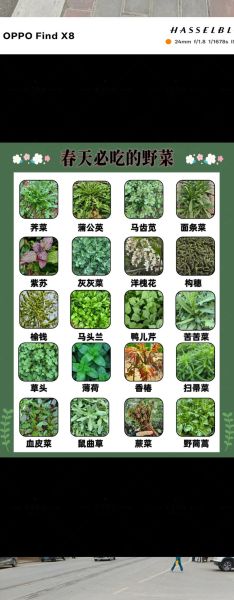 野菜图片大全及名字_图库怎么吃-第2张图片-山城妙识 野菜图片大全及名字_图库怎么吃-第2张图片-山城妙识
