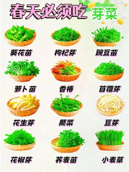 野菜图片大全及名字_图库怎么吃-第1张图片-山城妙识 野菜图片大全及名字_图库怎么吃-第1张图片-山城妙识