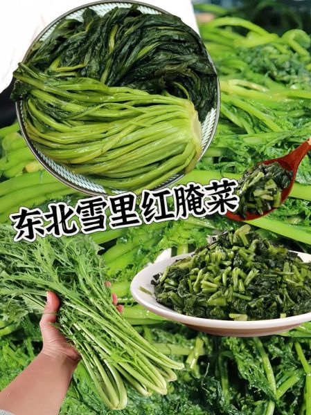 鲜雪里红怎么做好吃_雪里红腌制多久能吃-第2张图片-山城妙识 鲜雪里红怎么做好吃_雪里红腌制多久能吃-第2张图片-山城妙识