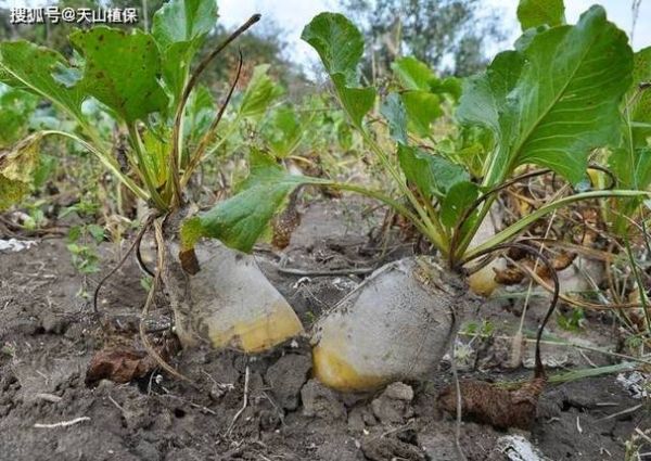 雪莲果吃死人是真的吗_雪莲果中毒症状-第2张图片-山城妙识 雪莲果吃死人是真的吗_雪莲果中毒症状-第2张图片-山城妙识