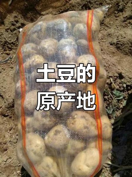 马铃薯的由来_马铃薯原产地在哪里-第1张图片-山城妙识 马铃薯的由来_马铃薯原产地在哪里-第1张图片-山城妙识