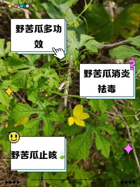 野苦瓜的功效与作用_野苦瓜怎么吃效果最好-第2张图片-山城妙识