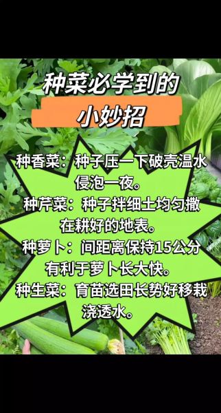 菜头怎么种_菜头种植时间和方法-第1张图片-山城妙识 菜头怎么种_菜头种植时间和方法-第1张图片-山城妙识