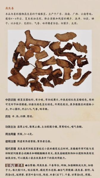 高良姜别名有哪些_高良姜和小良姜区别-第2张图片-山城妙识 高良姜别名有哪些_高良姜和小良姜区别-第2张图片-山城妙识