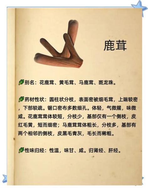 鹿茸的功效与作用吃法用量_鹿茸怎么吃效果最好-第2张图片-山城妙识 鹿茸的功效与作用吃法用量_鹿茸怎么吃效果最好-第2张图片-山城妙识