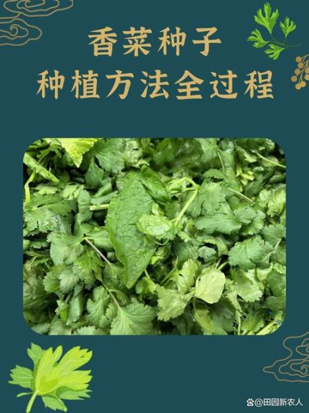 香菜怎么种_香菜种子需要泡水吗-第1张图片-山城妙识 香菜怎么种_香菜种子需要泡水吗-第1张图片-山城妙识