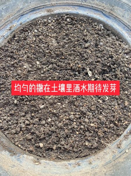 香菜怎么种_香菜种子需要泡水吗-第2张图片-山城妙识 香菜怎么种_香菜种子需要泡水吗-第2张图片-山城妙识