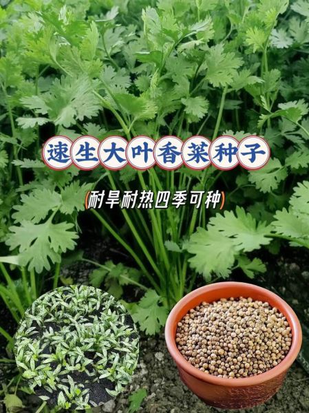 香菜怎么种_香菜种子需要泡水吗-第3张图片-山城妙识 香菜怎么种_香菜种子需要泡水吗-第3张图片-山城妙识