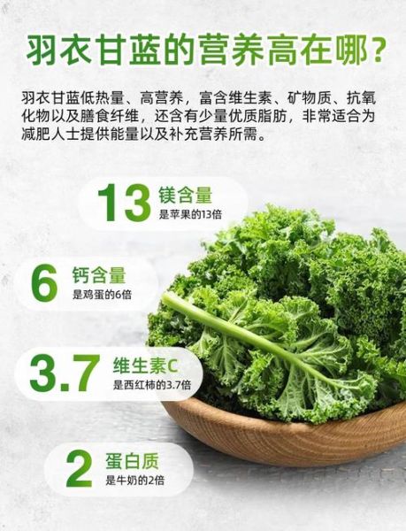 羽衣甘蓝粉可以每天喝吗_长期饮用副作用-第1张图片-山城妙识 羽衣甘蓝粉可以每天喝吗_长期饮用副作用-第1张图片-山城妙识