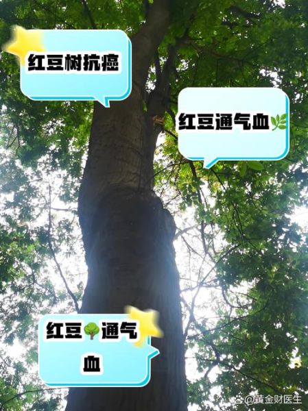 红豆沙树能治什么病_红豆沙树药用功效-第1张图片-山城妙识 红豆沙树能治什么病_红豆沙树药用功效-第1张图片-山城妙识