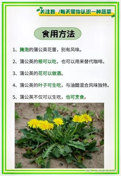 蒲公英茶有什么功效_蒲公英茶怎么喝才正确-第2张图片-山城妙识 蒲公英茶有什么功效_蒲公英茶怎么喝才正确-第2张图片-山城妙识