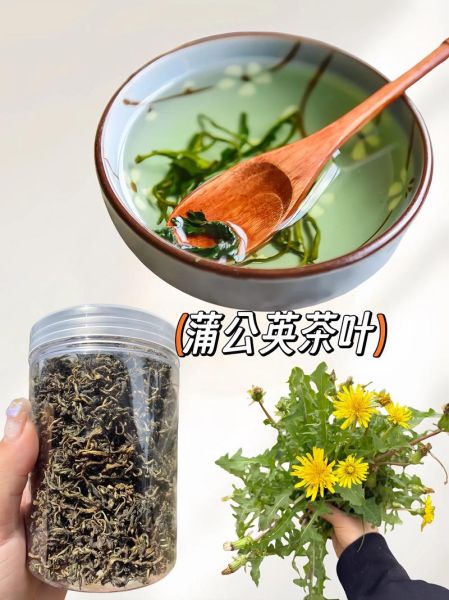 蒲公英茶有什么功效_蒲公英茶怎么喝才正确-第3张图片-山城妙识 蒲公英茶有什么功效_蒲公英茶怎么喝才正确-第3张图片-山城妙识