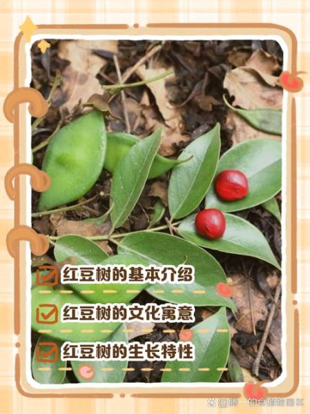 红豆沙树能治什么病_红豆沙树药用功效-第2张图片-山城妙识 红豆沙树能治什么病_红豆沙树药用功效-第2张图片-山城妙识