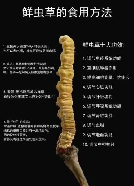鲜虫草怎么吃最好_鲜虫草最佳食用方法-第1张图片-山城妙识 鲜虫草怎么吃最好_鲜虫草最佳食用方法-第1张图片-山城妙识