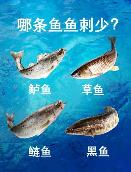黑鱼刺多吗_黑鱼小刺多不多-第1张图片-山城妙识