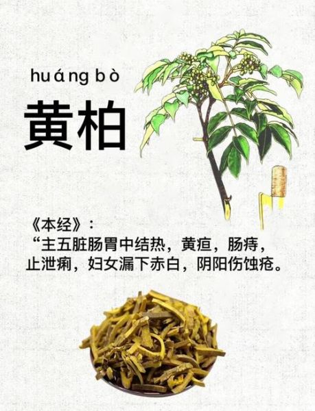 黄柏的功效与作用_黄柏怎么泡水喝-第1张图片-山城妙识 黄柏的功效与作用_黄柏怎么泡水喝-第1张图片-山城妙识