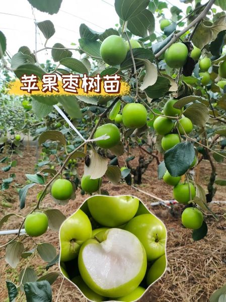 青枣树几年结果_青枣树怎么修剪-第3张图片-山城妙识 青枣树几年结果_青枣树怎么修剪-第3张图片-山城妙识