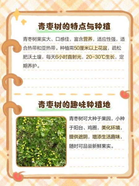 青枣树几年结果_青枣树怎么修剪-第1张图片-山城妙识 青枣树几年结果_青枣树怎么修剪-第1张图片-山城妙识