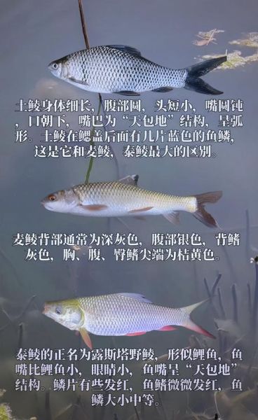 鲮鱼种类有哪些_如何区分土鲮与泰鲮-第2张图片-山城妙识 鲮鱼种类有哪些_如何区分土鲮与泰鲮-第2张图片-山城妙识