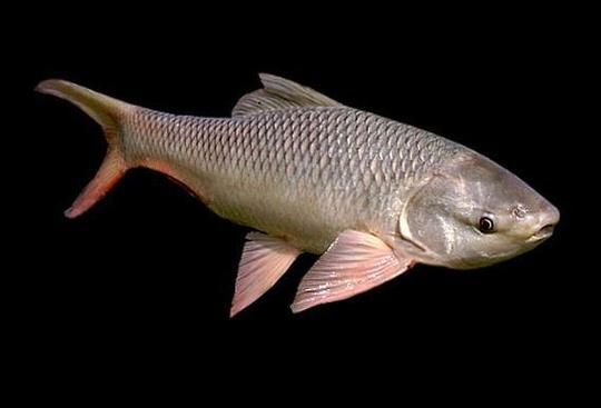 鲮鱼种类有哪些_如何区分土鲮与泰鲮-第3张图片-山城妙识 鲮鱼种类有哪些_如何区分土鲮与泰鲮-第3张图片-山城妙识