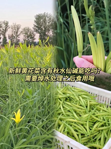 鲜黄花菜怎么吃没毒_怎么处理去秋水仙碱-第1张图片-山城妙识