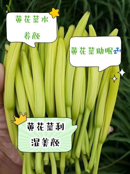 鲜黄花菜怎么吃没毒_怎么处理去秋水仙碱-第3张图片-山城妙识