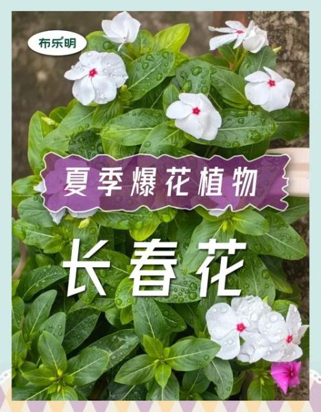 长春花花语是什么_长春花适合送什么人-第1张图片-山城妙识 长春花花语是什么_长春花适合送什么人-第1张图片-山城妙识
