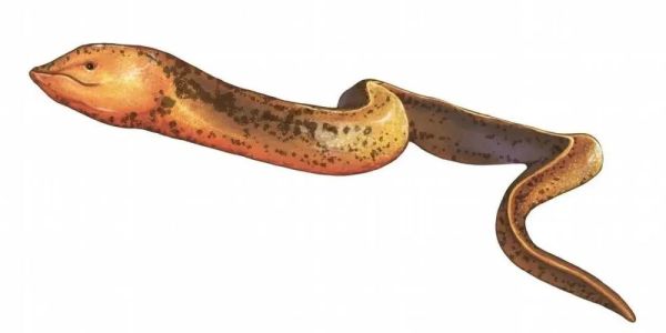 黄鳝性别转换_黄鳝为什么变性-第1张图片-山城妙识 黄鳝性别转换_黄鳝为什么变性-第1张图片-山城妙识