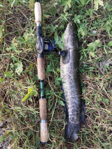 黑立鱼怎么钓_黑立鱼多少钱一斤-第3张图片-山城妙识 黑立鱼怎么钓_黑立鱼多少钱一斤-第3张图片-山城妙识