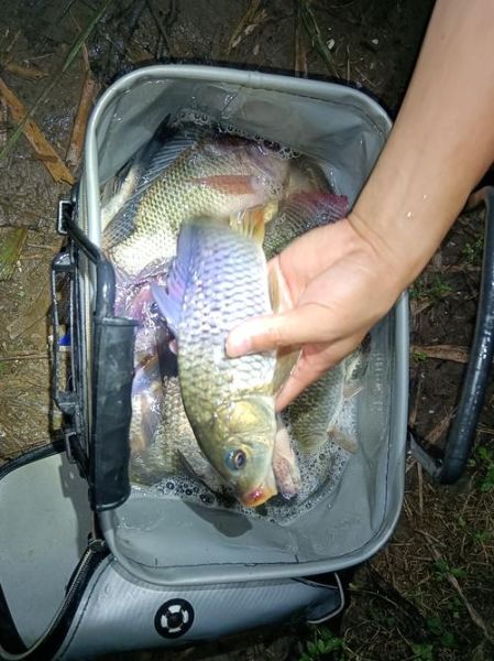 黑立鱼怎么钓_黑立鱼多少钱一斤-第2张图片-山城妙识 黑立鱼怎么钓_黑立鱼多少钱一斤-第2张图片-山城妙识