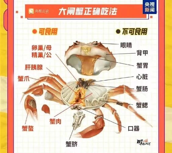 螃蟹的功效与禁忌_哪些人不能吃-第1张图片-山城妙识 螃蟹的功效与禁忌_哪些人不能吃-第1张图片-山城妙识