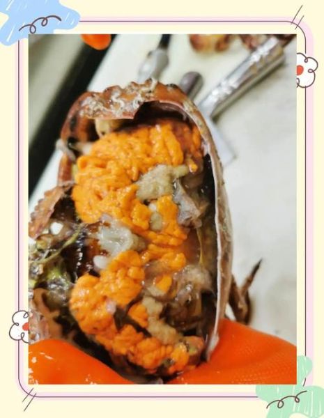 面包蟹多少钱一只_面包蟹价格影响因素-第3张图片-山城妙识 面包蟹多少钱一只_面包蟹价格影响因素-第3张图片-山城妙识