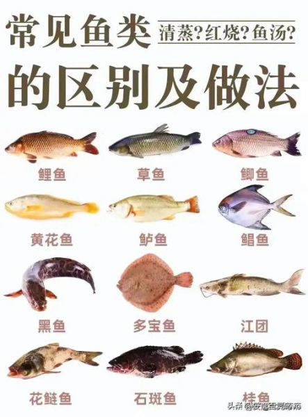 鱼类图片大全_如何识别常见淡水鱼-第2张图片-山城妙识 鱼类图片大全_如何识别常见淡水鱼-第2张图片-山城妙识