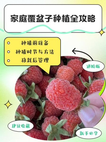 覆盆子怎么种_覆盆子种植时间和方法-第2张图片-山城妙识