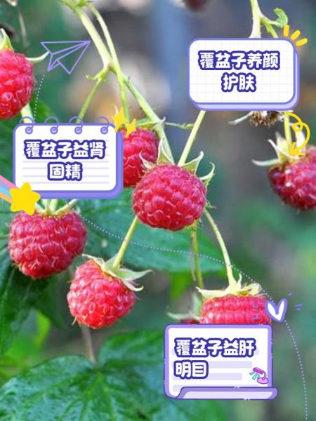 覆盆子怎么种_覆盆子种植时间和方法-第3张图片-山城妙识