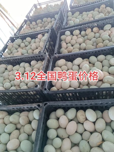 鸭蛋价格今日多少钱一斤_今日鸭蛋批发价查询-第2张图片-山城妙识