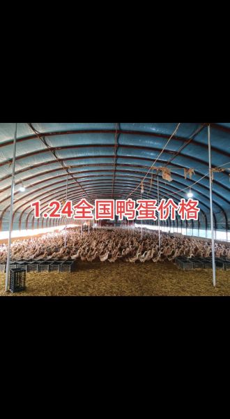 鸭蛋价格今日多少钱一斤_今日鸭蛋批发价查询-第3张图片-山城妙识