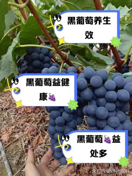黑葡萄图片_黑葡萄的功效与作用-第1张图片-山城妙识 黑葡萄图片_黑葡萄的功效与作用-第1张图片-山城妙识