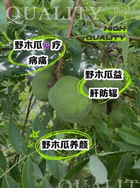 野生木瓜的功效与作用_野生木瓜怎么吃-第1张图片-山城妙识 野生木瓜的功效与作用_野生木瓜怎么吃-第1张图片-山城妙识