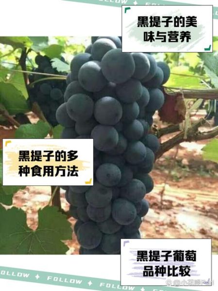 黑葡萄图片_黑葡萄的功效与作用-第2张图片-山城妙识 黑葡萄图片_黑葡萄的功效与作用-第2张图片-山城妙识