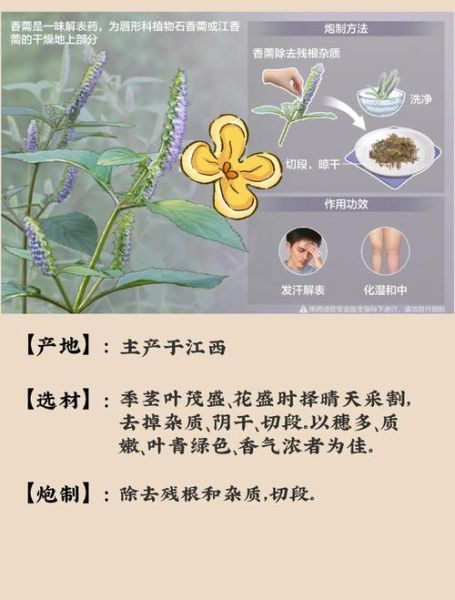 香薷饮的功效与作用_香薷饮怎么做-第1张图片-山城妙识 香薷饮的功效与作用_香薷饮怎么做-第1张图片-山城妙识