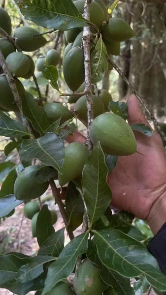 野生木瓜的功效与作用_野生木瓜怎么吃-第3张图片-山城妙识 野生木瓜的功效与作用_野生木瓜怎么吃-第3张图片-山城妙识