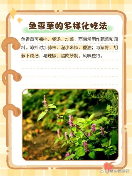 鱼香草和薄荷的区别_鱼香草的种植方法-第3张图片-山城妙识 鱼香草和薄荷的区别_鱼香草的种植方法-第3张图片-山城妙识