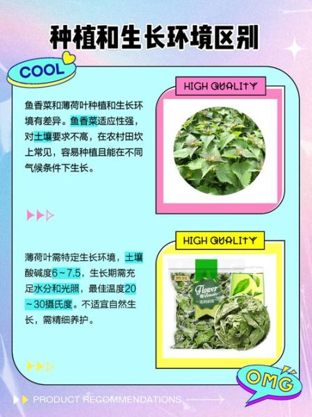 鱼香草和薄荷的区别_鱼香草的种植方法-第2张图片-山城妙识 鱼香草和薄荷的区别_鱼香草的种植方法-第2张图片-山城妙识