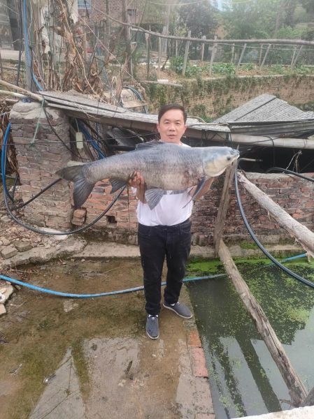 青鱼价格今日价_青鱼多少钱一斤-第1张图片-山城妙识 青鱼价格今日价_青鱼多少钱一斤-第1张图片-山城妙识